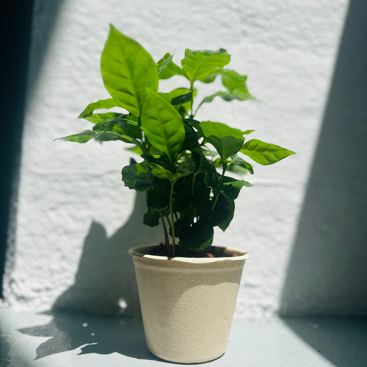 All Coffees – atmans | The Soul of Specialty