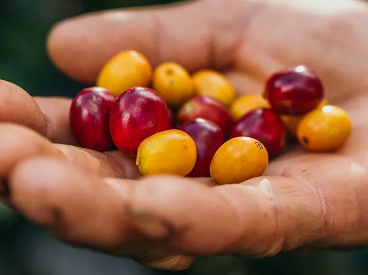 🔥☕ atmans coffee ☕🔥 Specialty Coffee Roasters – atmans | Coffee Curators