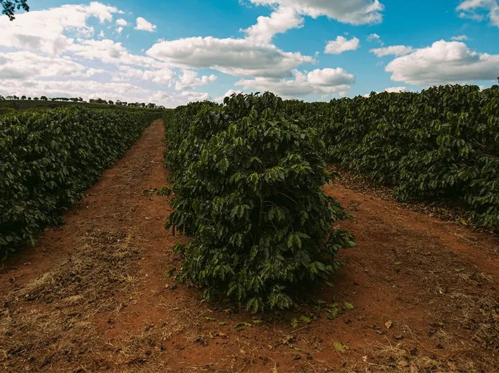 🔥☕ atmans coffee ☕🔥 Specialty Coffee Roasters – atmans | Coffee Curators