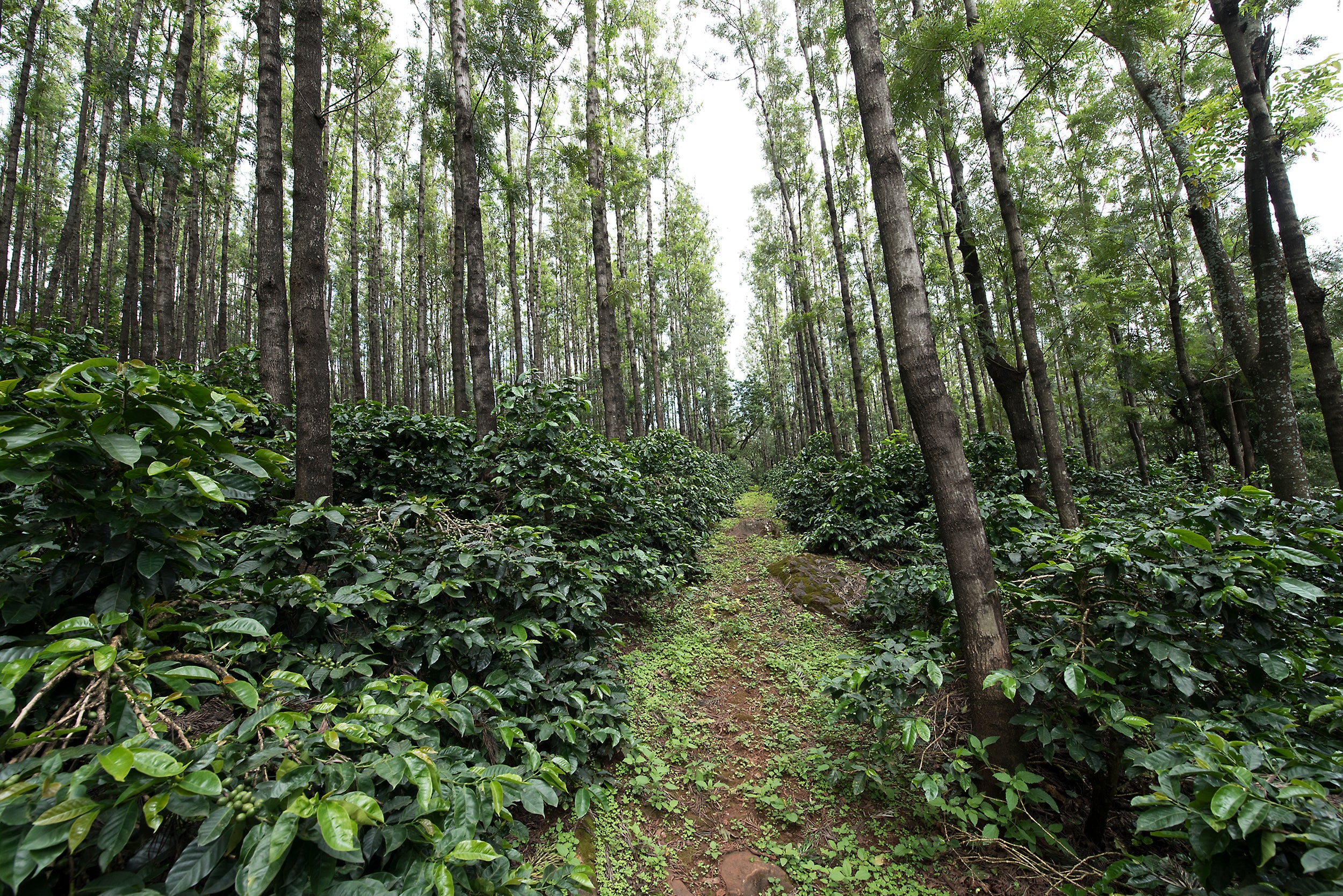 🔥☕ atmans coffee ☕🔥 Specialty Coffee Roasters – atmans | Coffee Curators