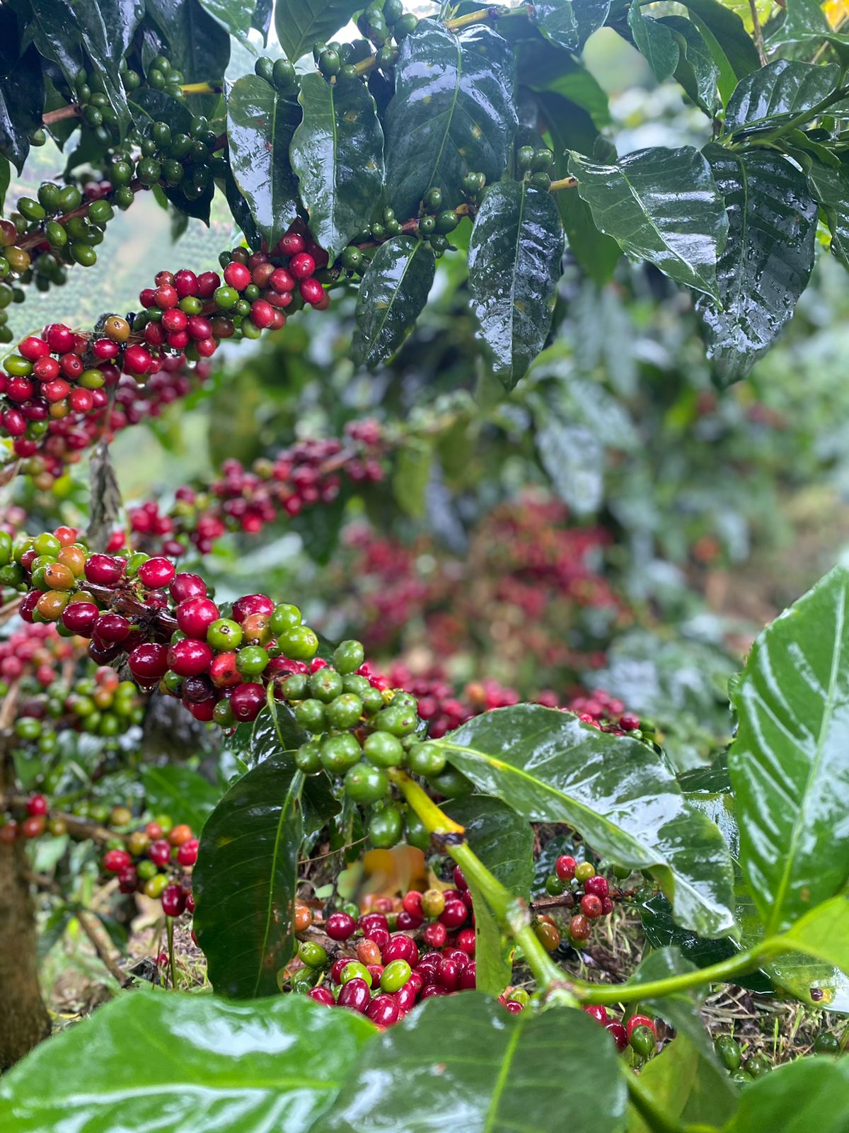 🔥☕ atmans coffee ☕🔥 Specialty Coffee Roasters – atmans | Coffee Curators