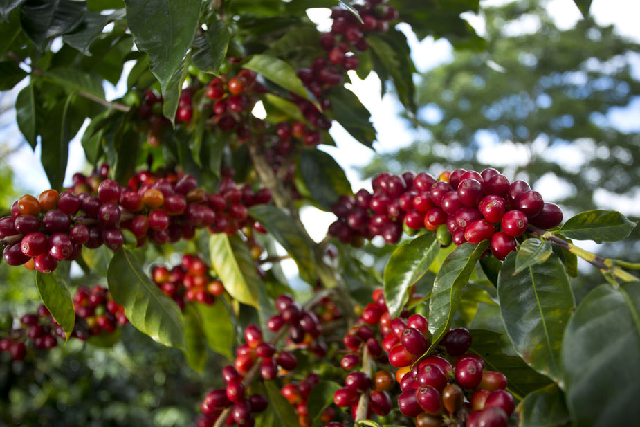 Curso Introducción al Mundo del Café – atmans | Essentially Irresistible